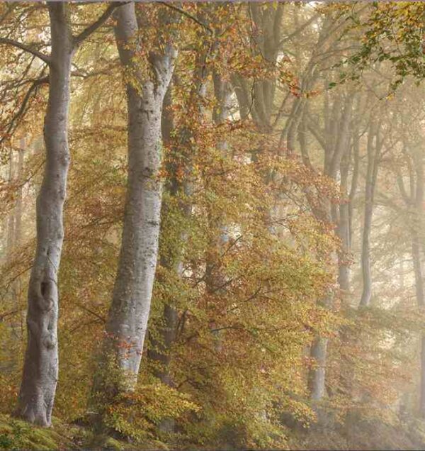 The Scottish Landscape Photographer of the Year – The official website ...